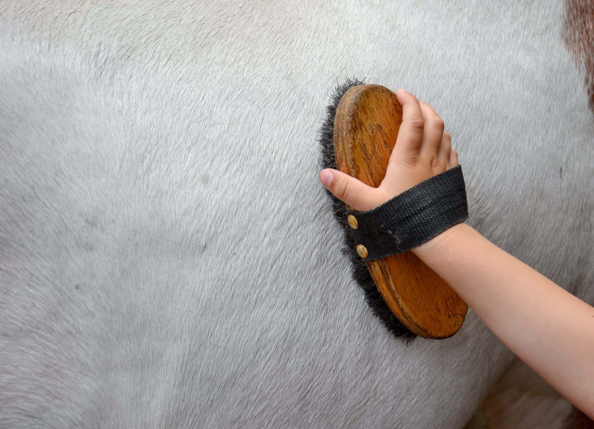 Everything You Need In Your Horse Grooming Kit