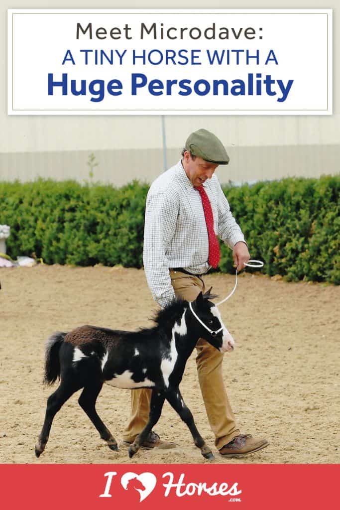 Meet Microdave: A Tiny Horse With Boatloads Of Personality