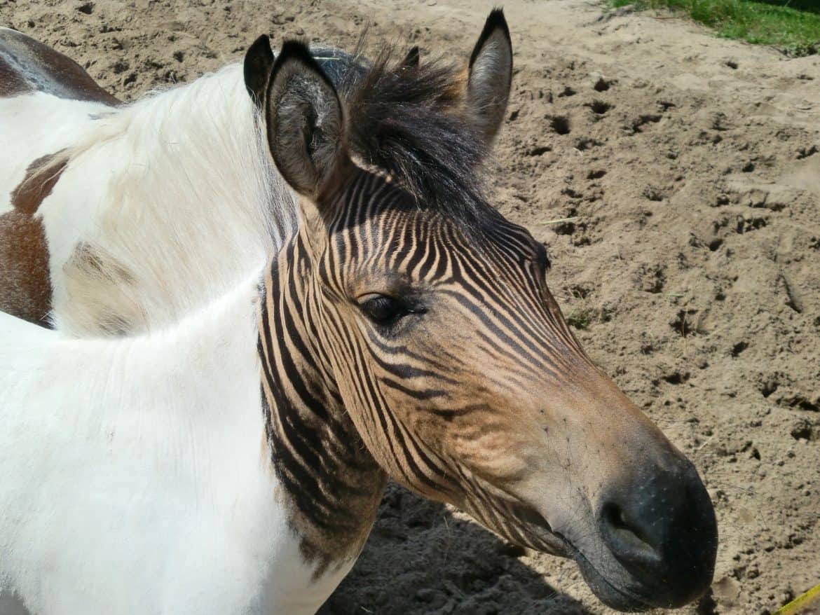 All About The Zorse And Other Zebra Hybrids