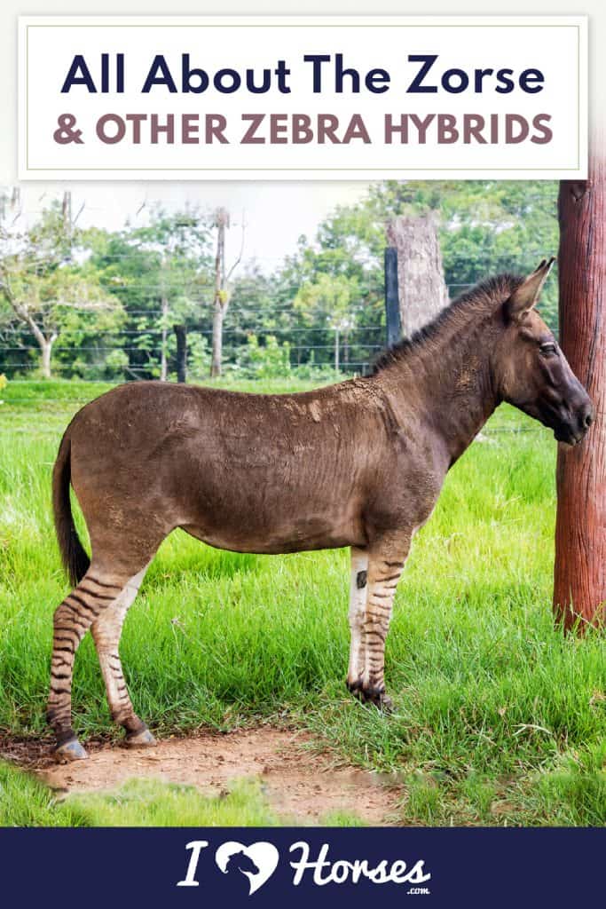 All About The Zorse And Other Zebra Hybrids