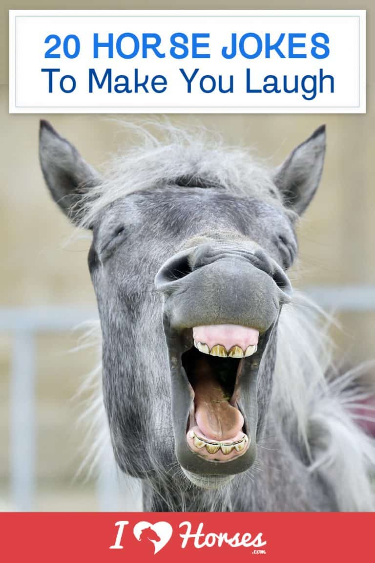 20 Horse Jokes To Make You Laugh