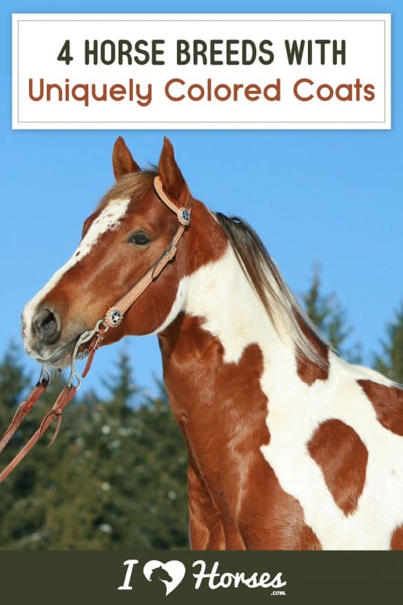 4 Horse Breeds With Uniquely Colored Coats