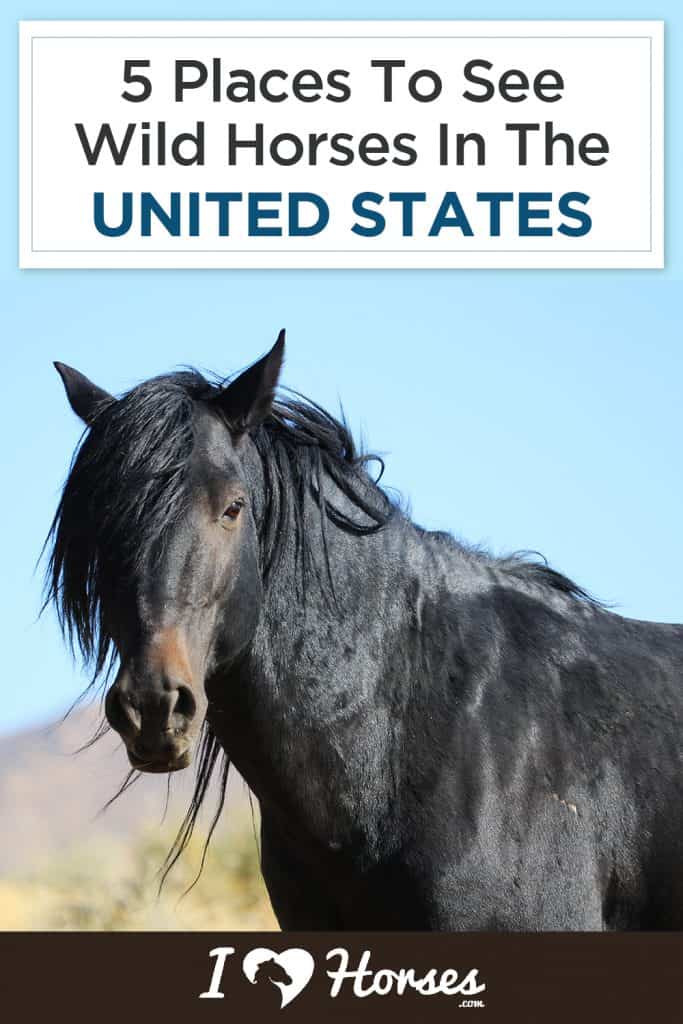 5 Places In The U.S. Where You Can See Wild Horses