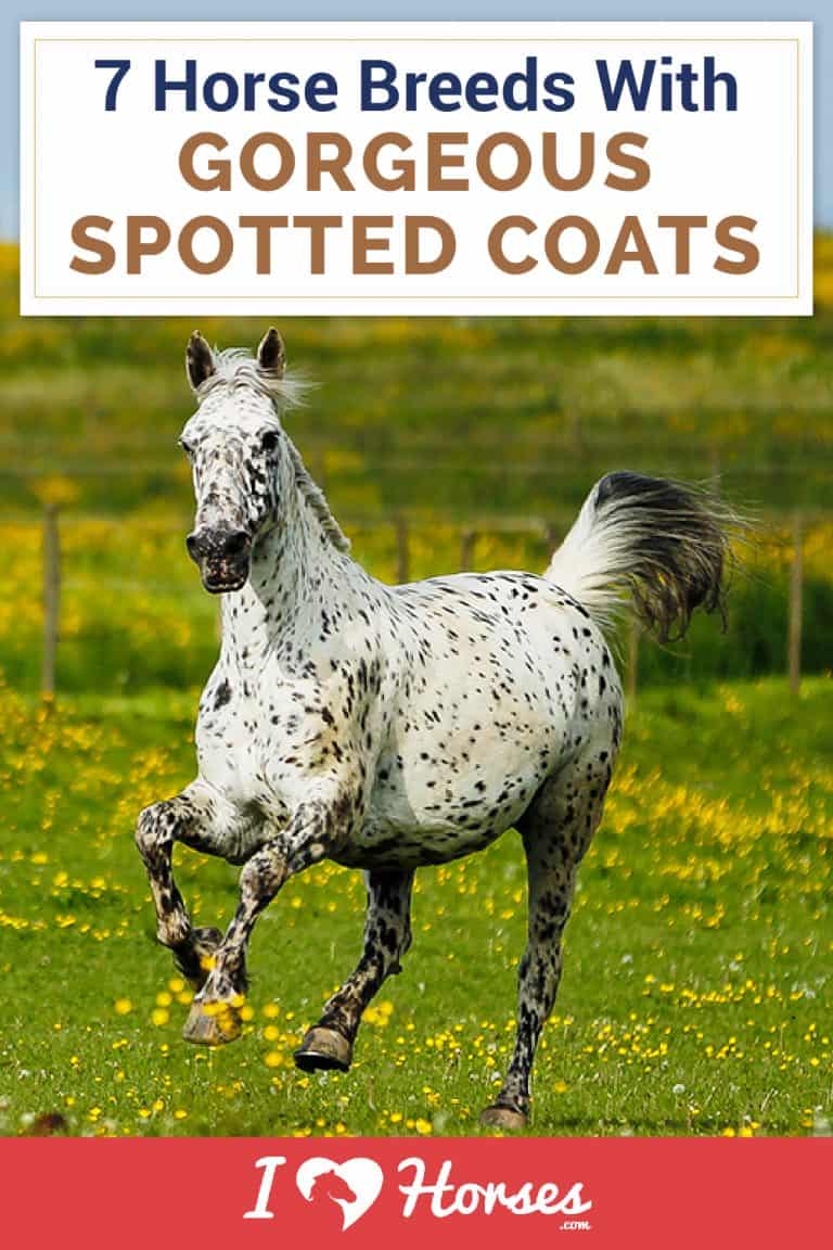 7 Horse Breeds With Spotted Coats