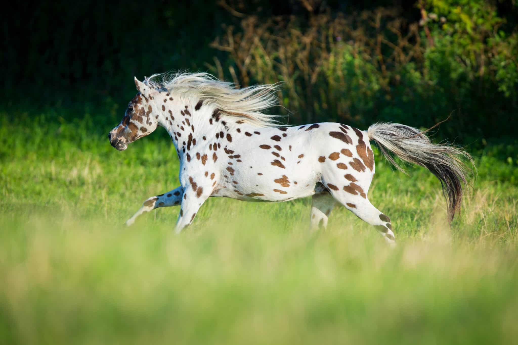 7 Horse Breeds With Spotted Coats