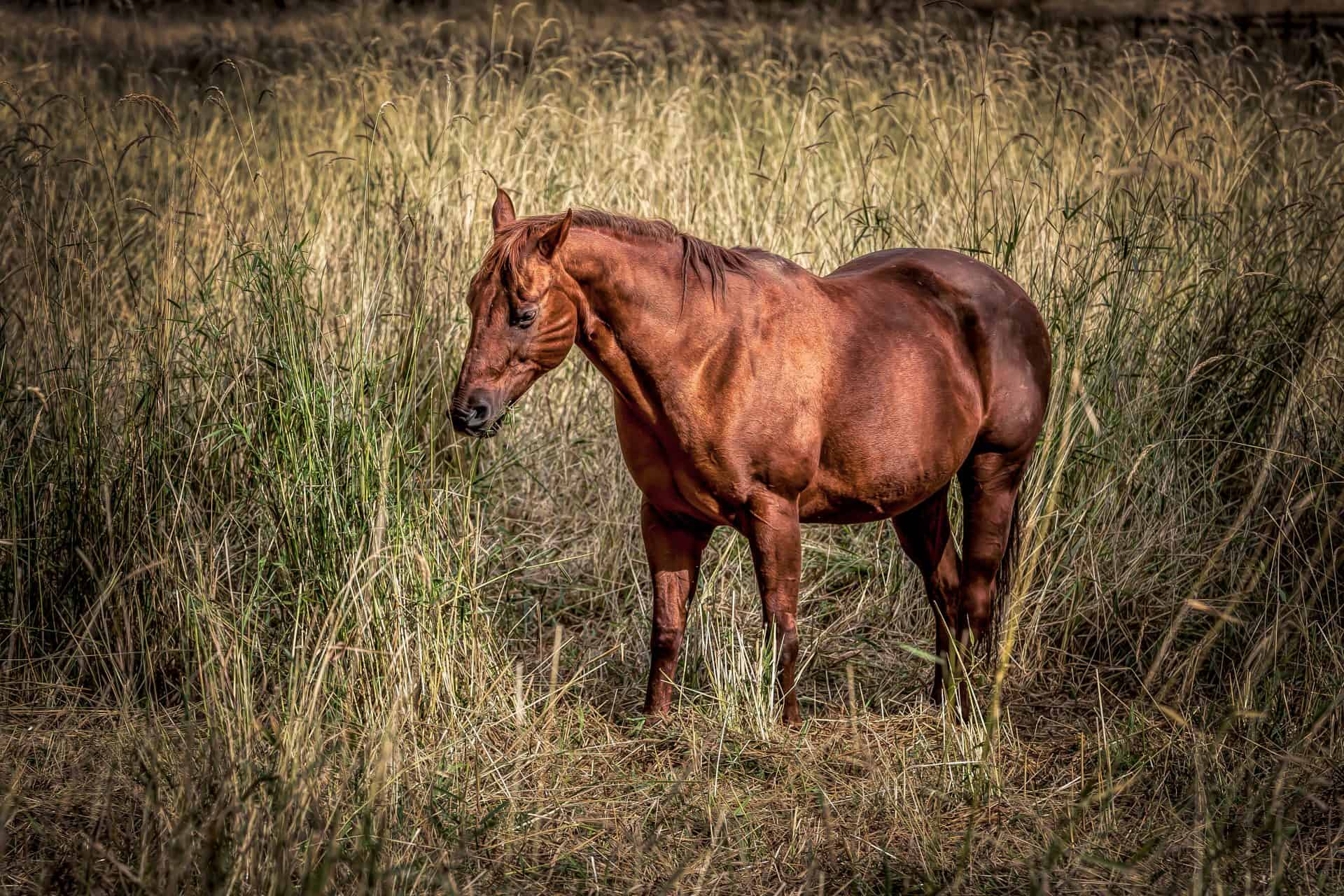 All About The Chestnut Horse