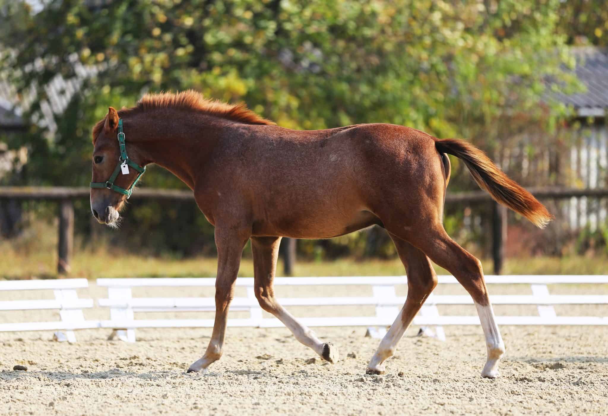All About The Chestnut Horse