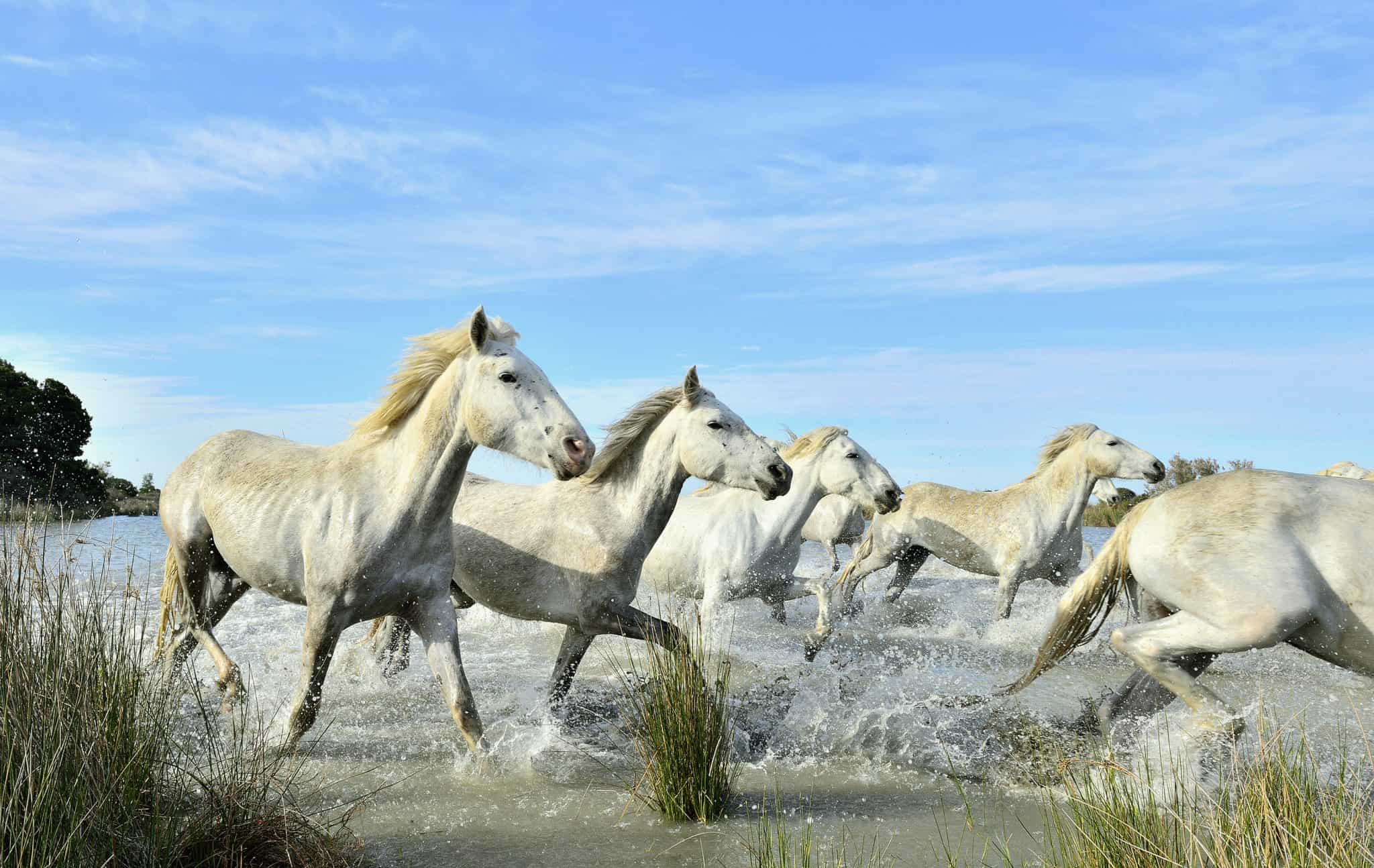 Meet The Camargue Horse, One Of The Oldest Breeds In The World