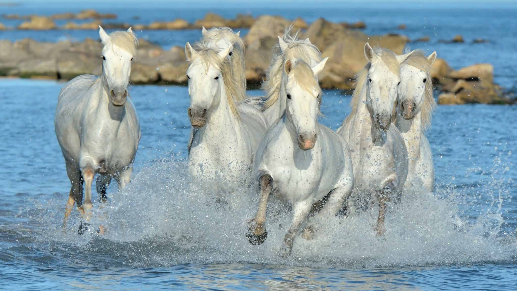 Meet The Camargue Horse One Of The Oldest Breeds In The World
