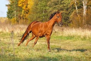 Learn How To Properly Canter On A Horse