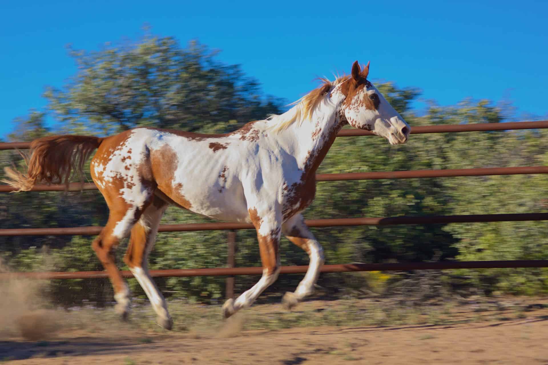 4 Horse Breeds With Uniquely Colored Coats