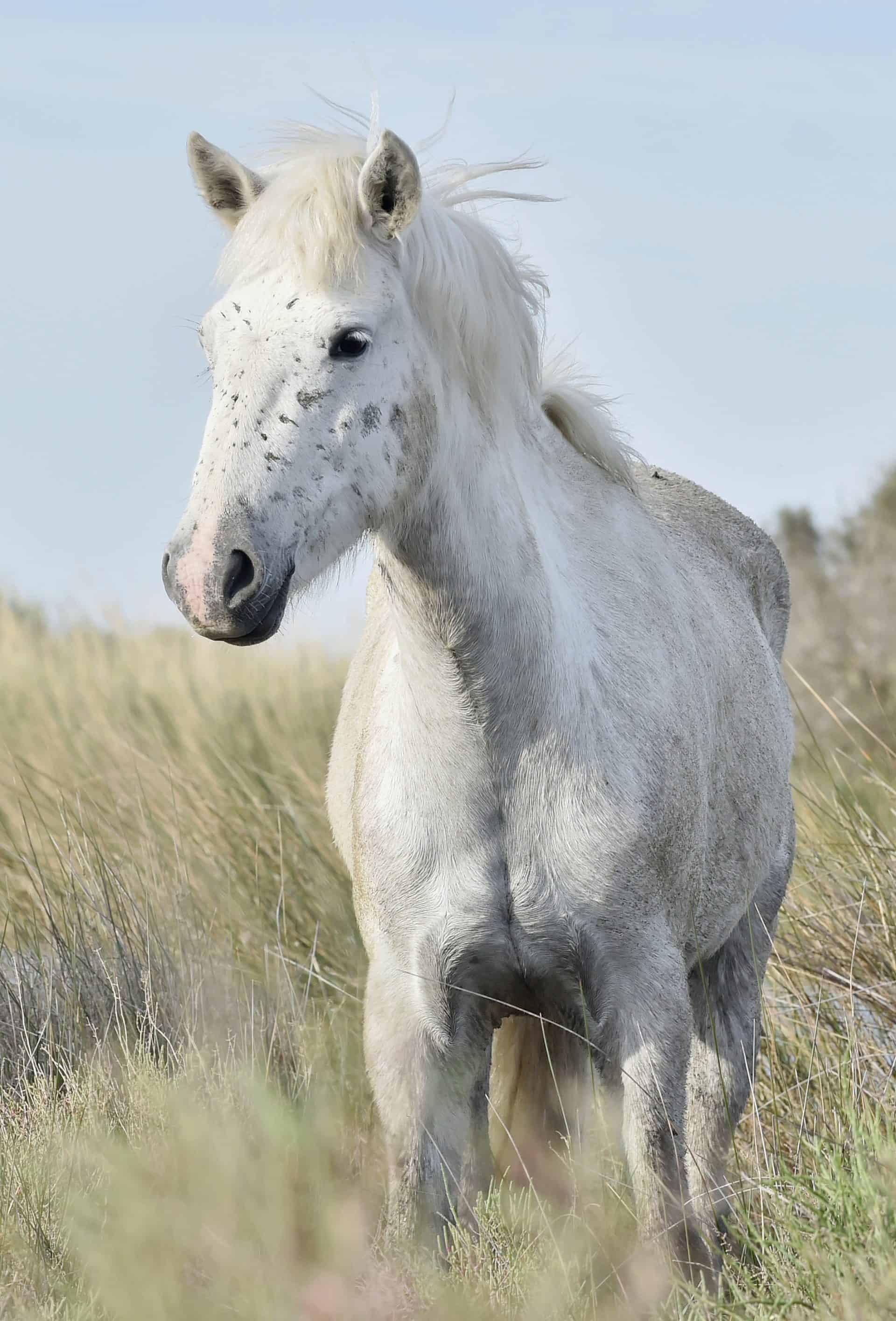 Meet The Camargue Horse, One Of The Oldest Breeds In The World