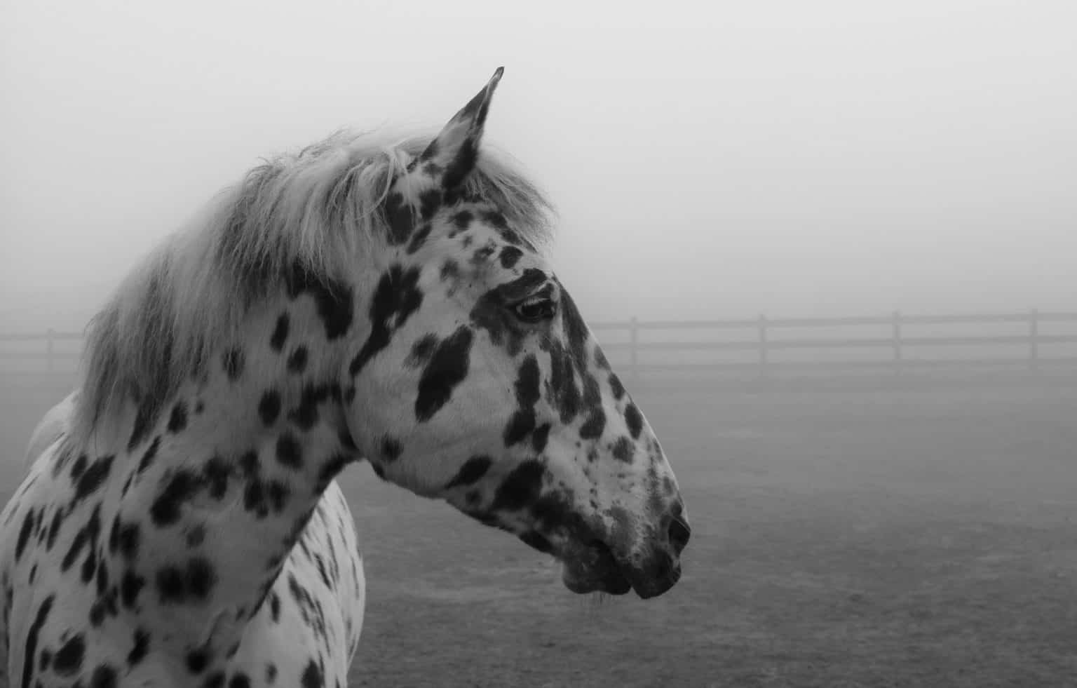7 Horse Breeds With Spotted Coats