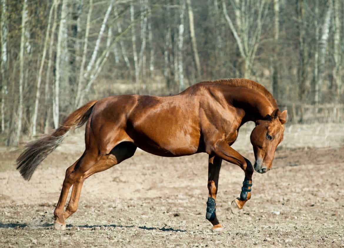 All About The Chestnut Horse