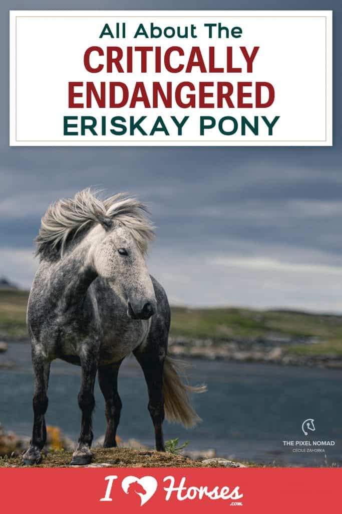The Critically Endangered Eriskay Pony Could Disappear Without Careful ...