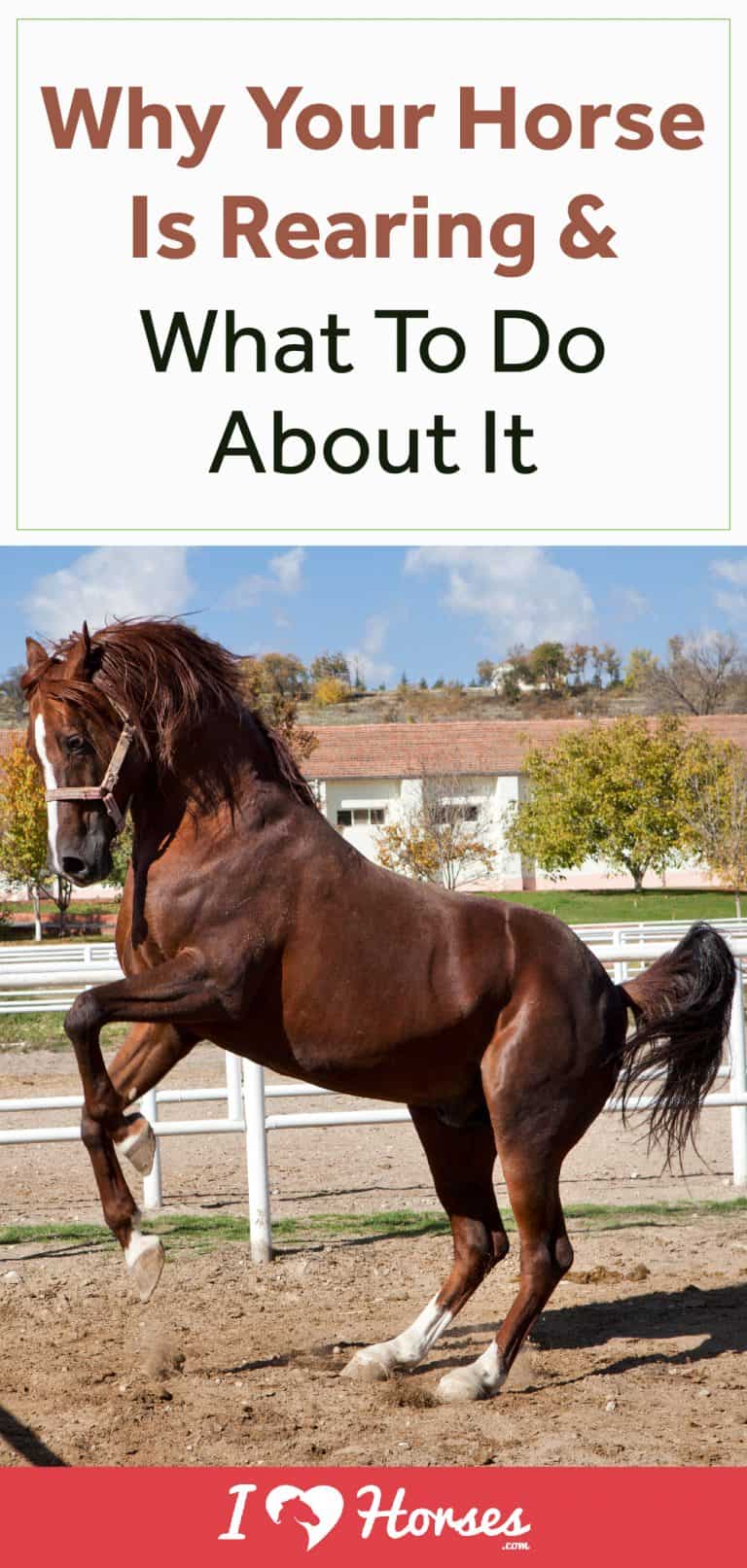 Why Your Horse Is Rearing And What To Do About It