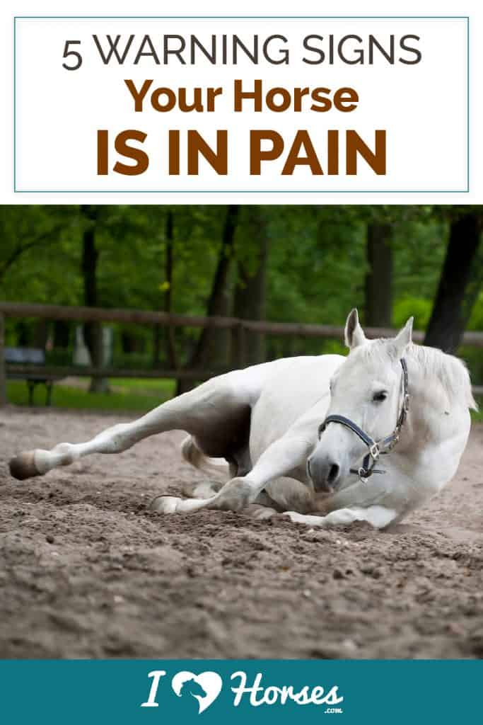 Warning Signs Your Horse Might Be In Pain