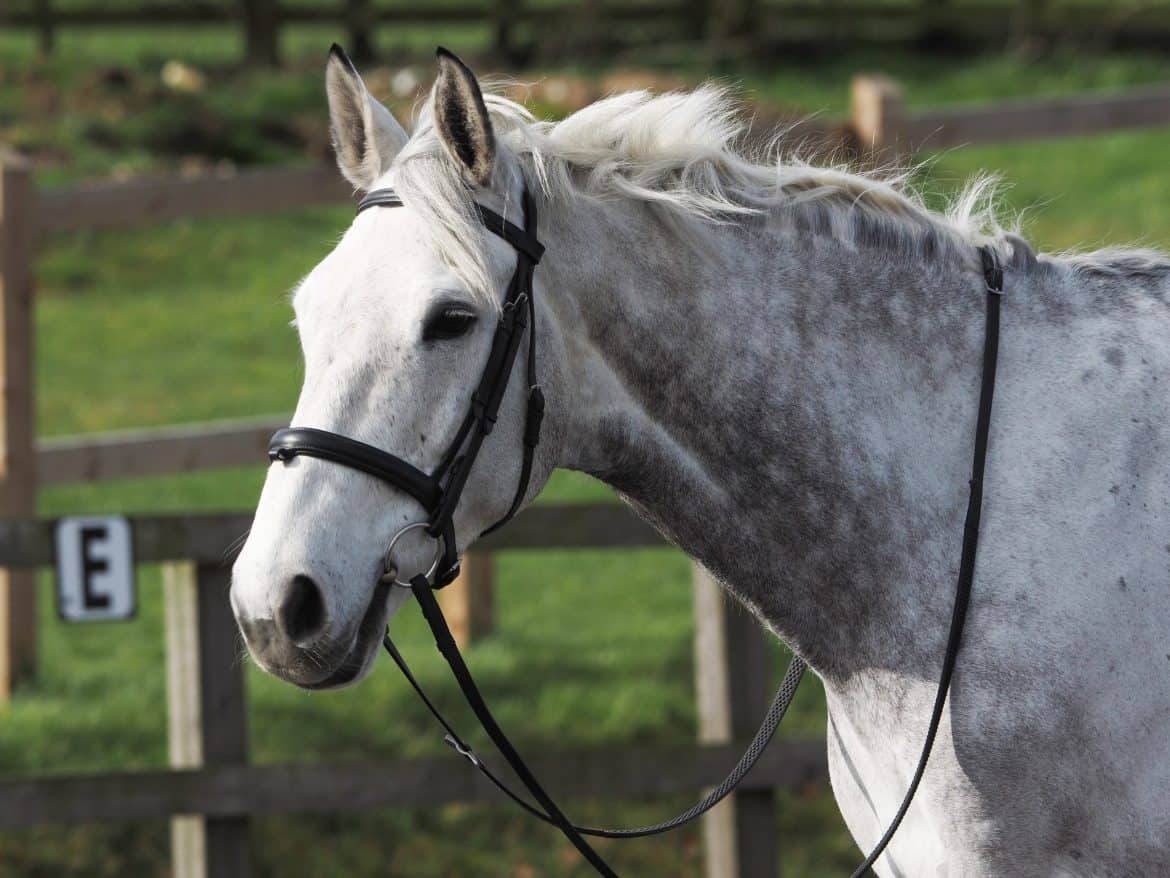 What Is A Snaffle Bit And How Does It Work?