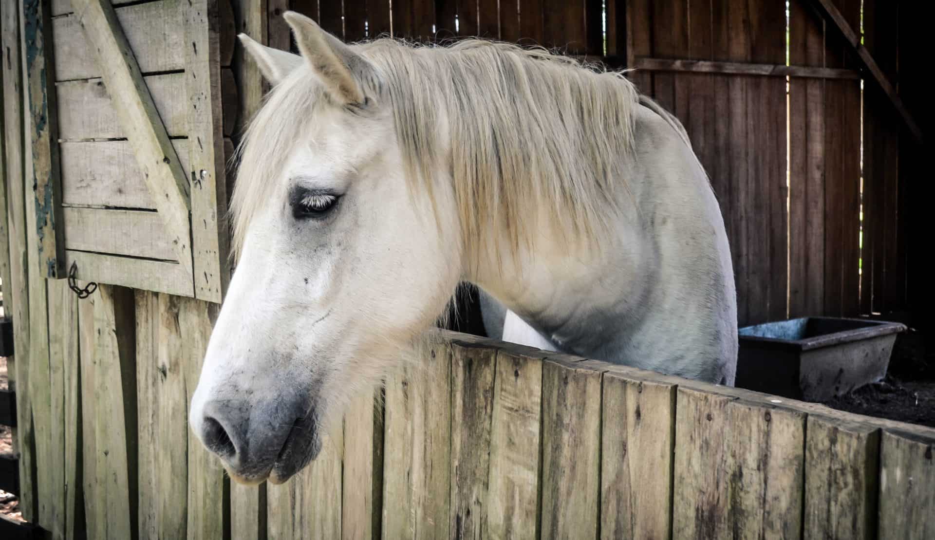 Why Does My Horse Look Sad?