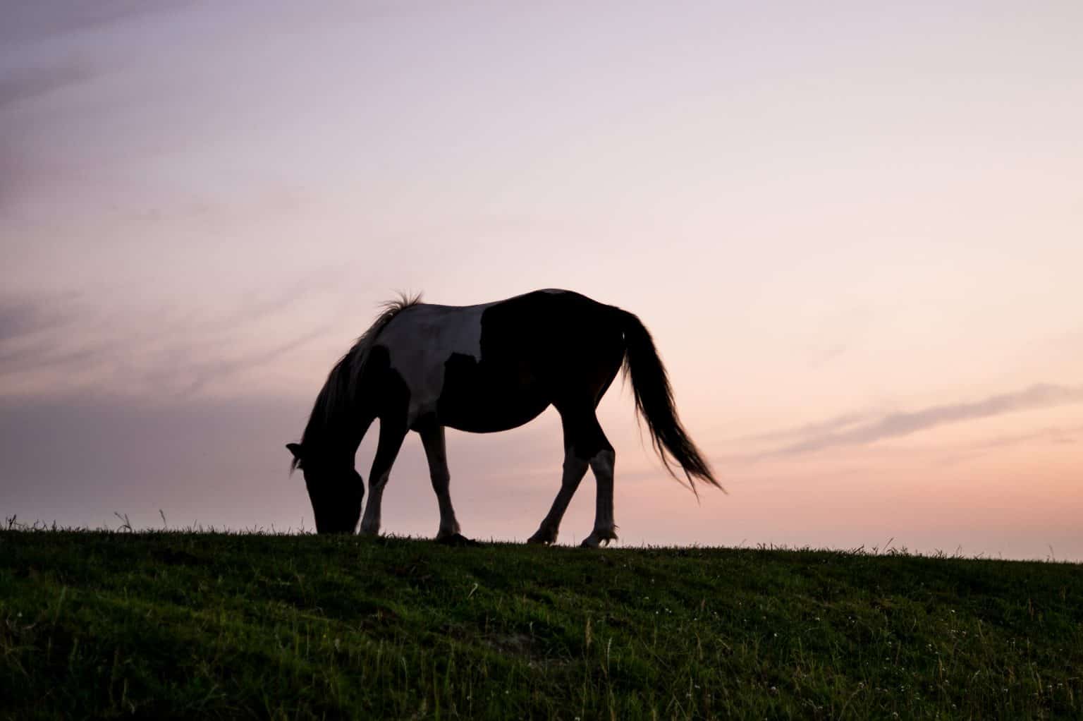 Tail Talk: Here's What Your Horse's Tail Movements Really Mean