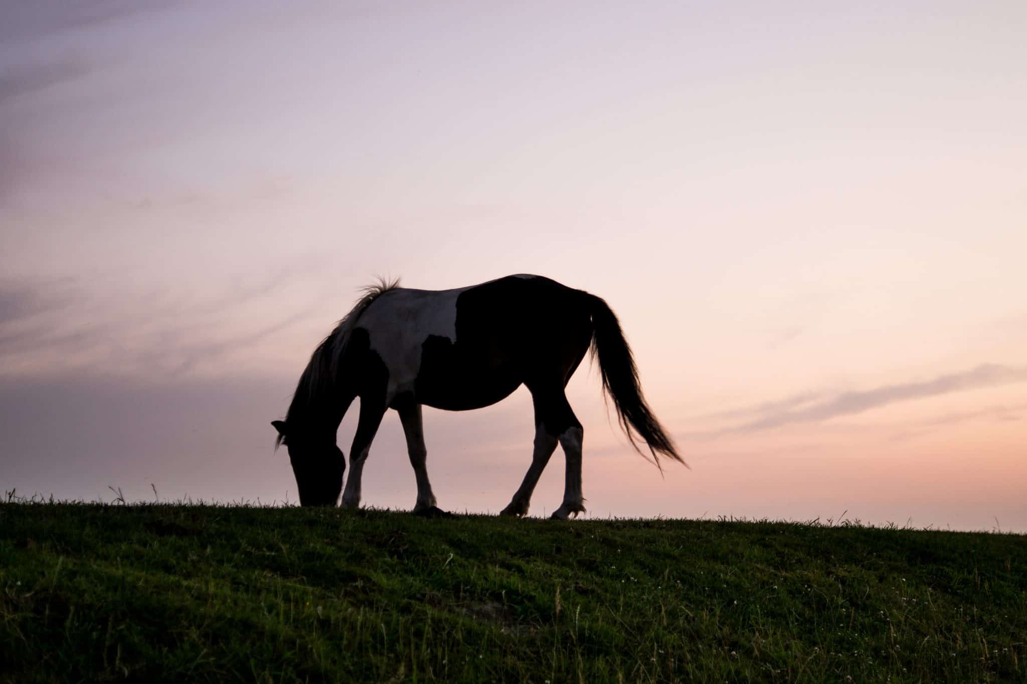 Tail Talk: Here's What Your Horse's Tail Movements Really Mean