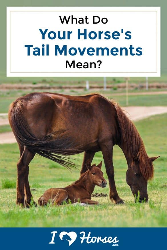 Tail Talk: Here's What Your Horse's Tail Movements Really Mean