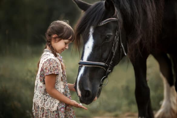 Equine 411: All About The Shire Horse Breed