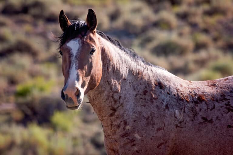 The Roan Horse Pattern: A Unique Coat That’s Admired By Many