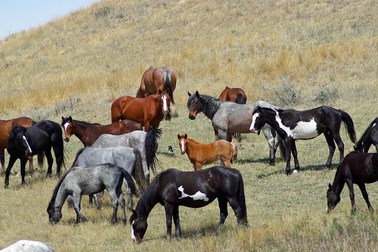 The Boss Mare: What She Means To The Herd