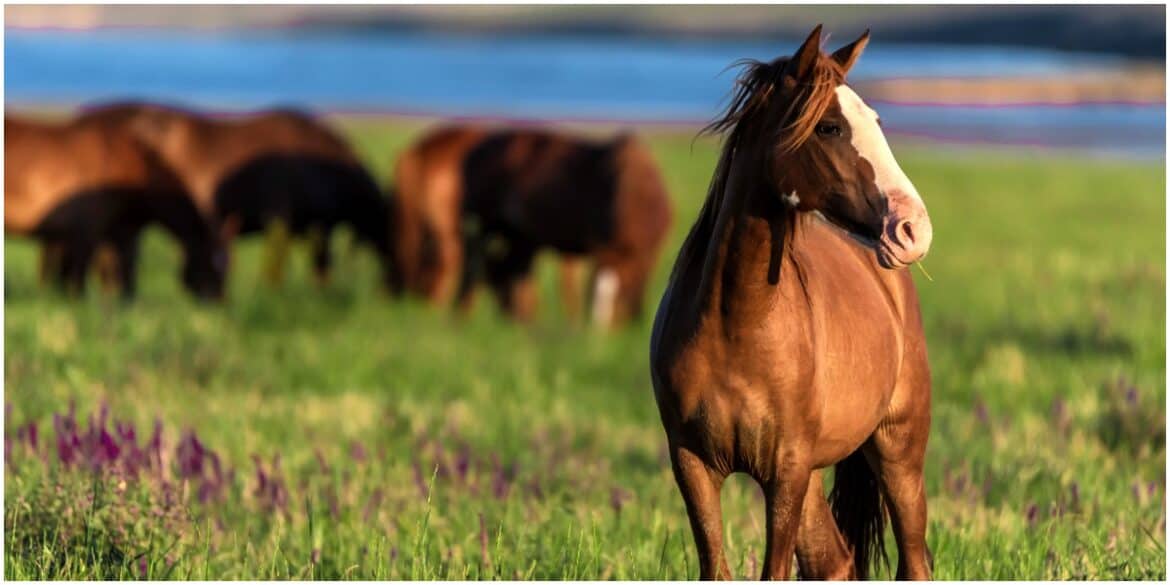 horse hierarchy Archives - I Heart Horses