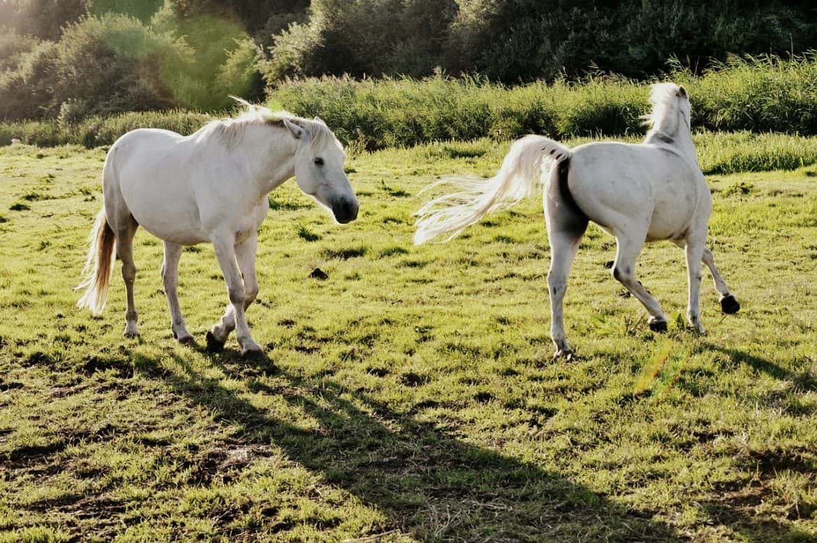 Tail Talk: Here's What Your Horse's Tail Movements Really Mean