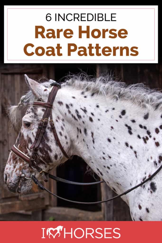 6 Rare Horse Coat Markings And Patterns