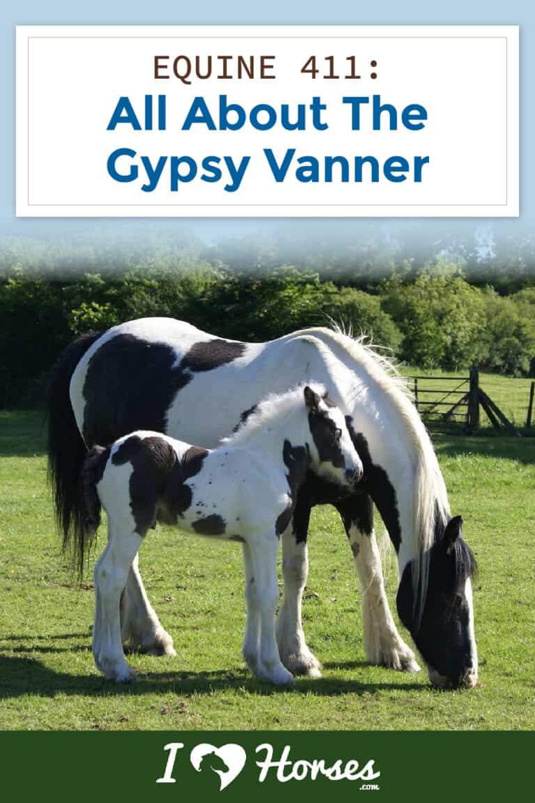 Equine 411: All About The Gypsy Vanner Horse Breed
