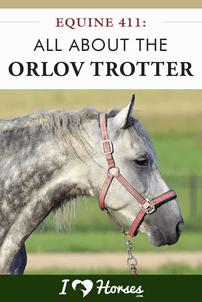 Equine 411: All About The Orlov Trotter