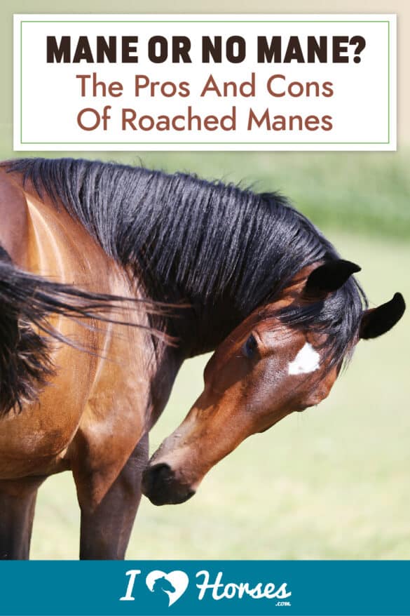 Mane Or No Mane? The Pros And Cons Of Roached Manes