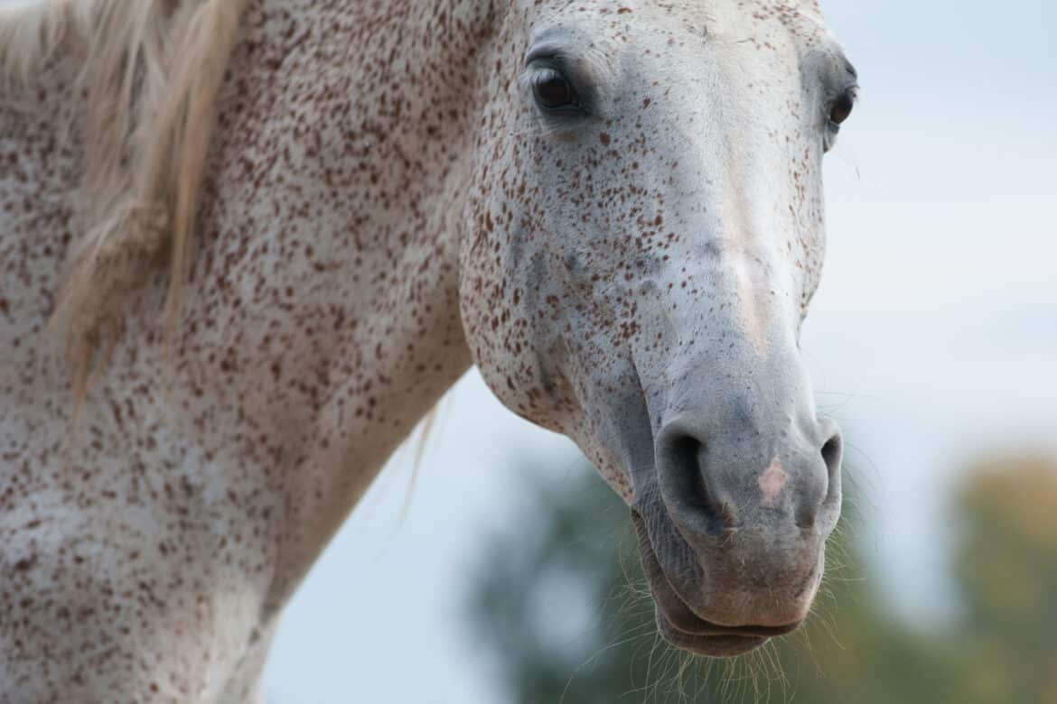 6 Rare Horse Coat Markings And Patterns