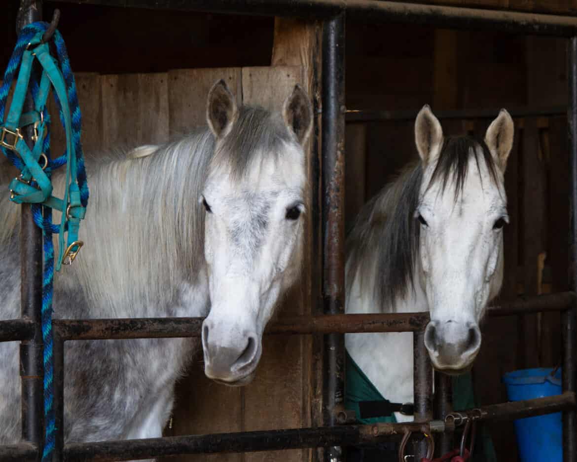 Why You Should Play Music for Your Horse—And What They Like