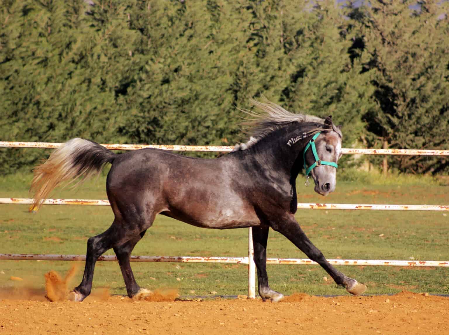 Common Horse Sounds and Their Meanings