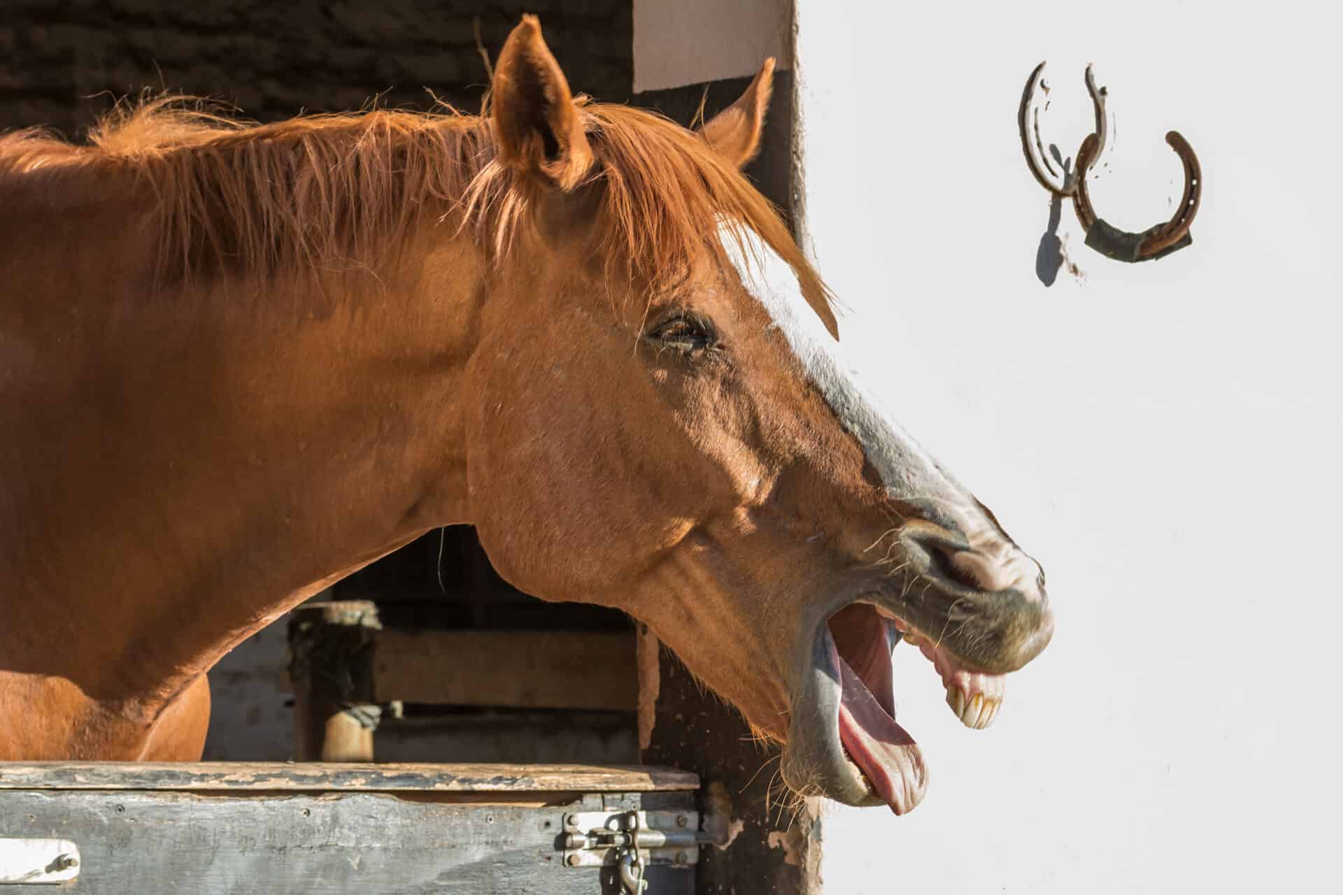 Common Horse Sounds and Their Meanings