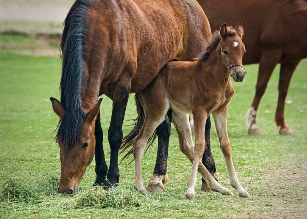 10 Facts About Foals To Make You Smile