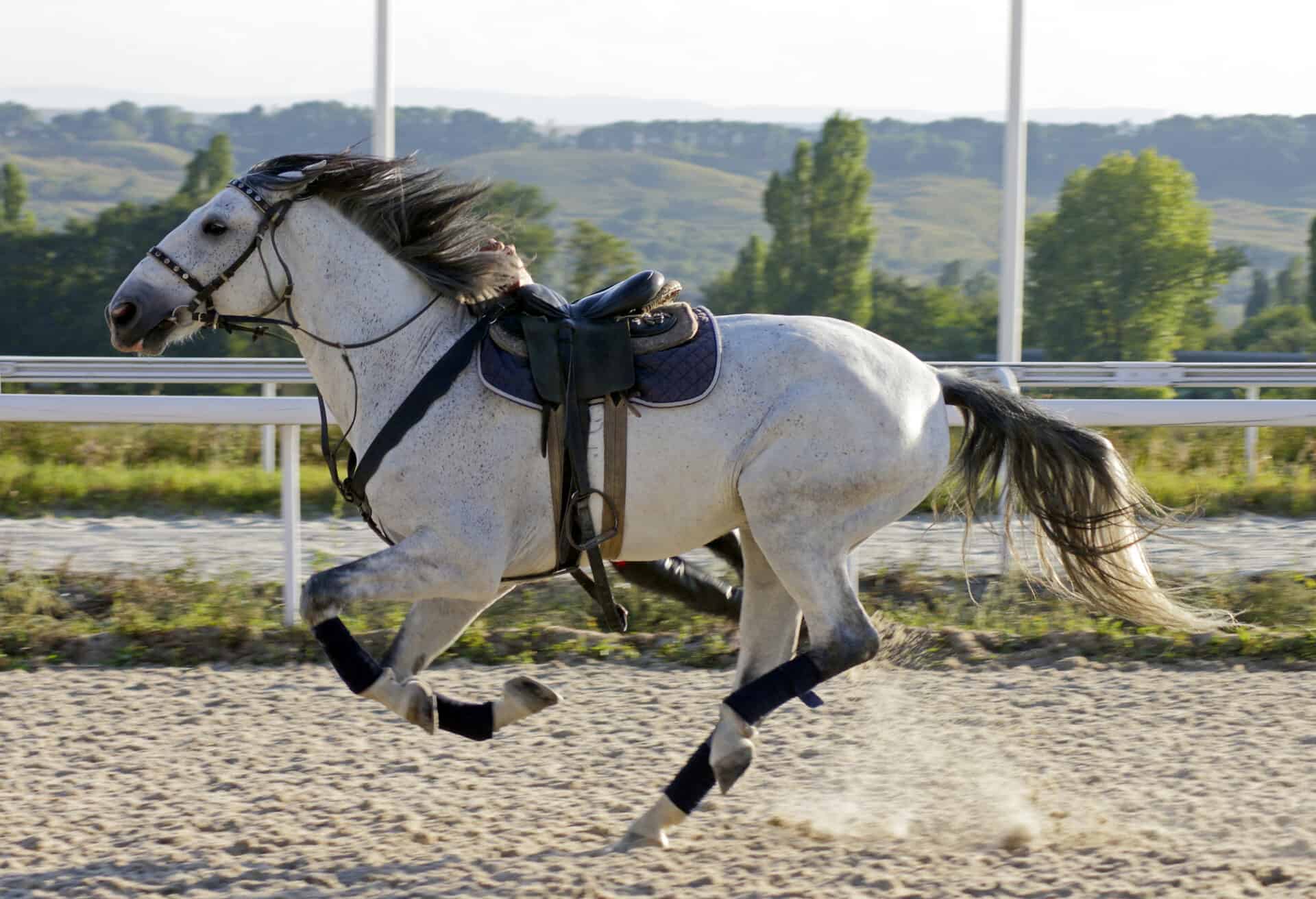 Destructive Horse Behaviors That Give Insight Into Their Health