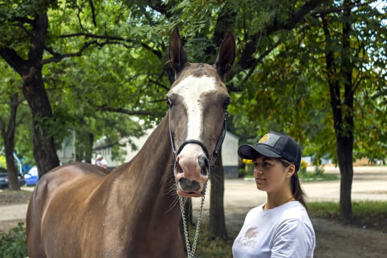 Mane Or No Mane? The Pros And Cons Of Roached Manes
