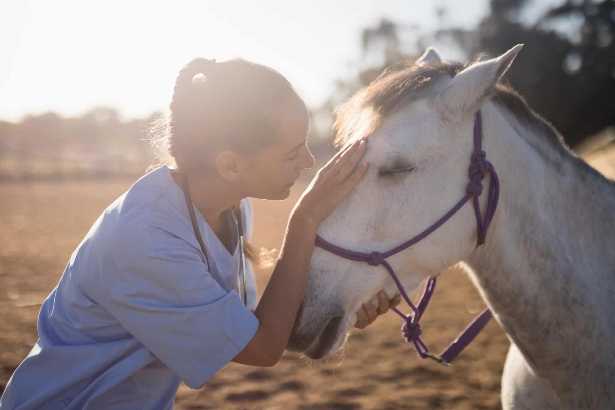 Why Is It Rare To Spay Mares?