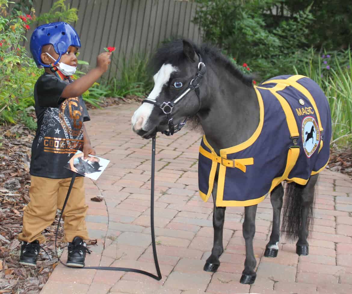 Gentle Carousel Mini Therapy Horses Work Their Magic To Brighten People ...