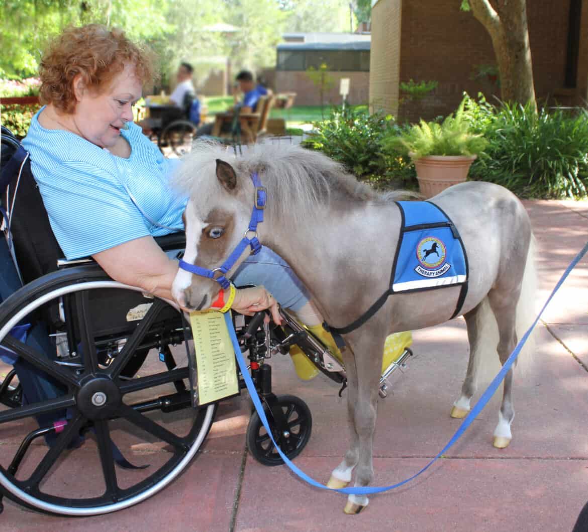 Gentle Carousel Mini Therapy Horses Work Their Magic To Brighten People ...