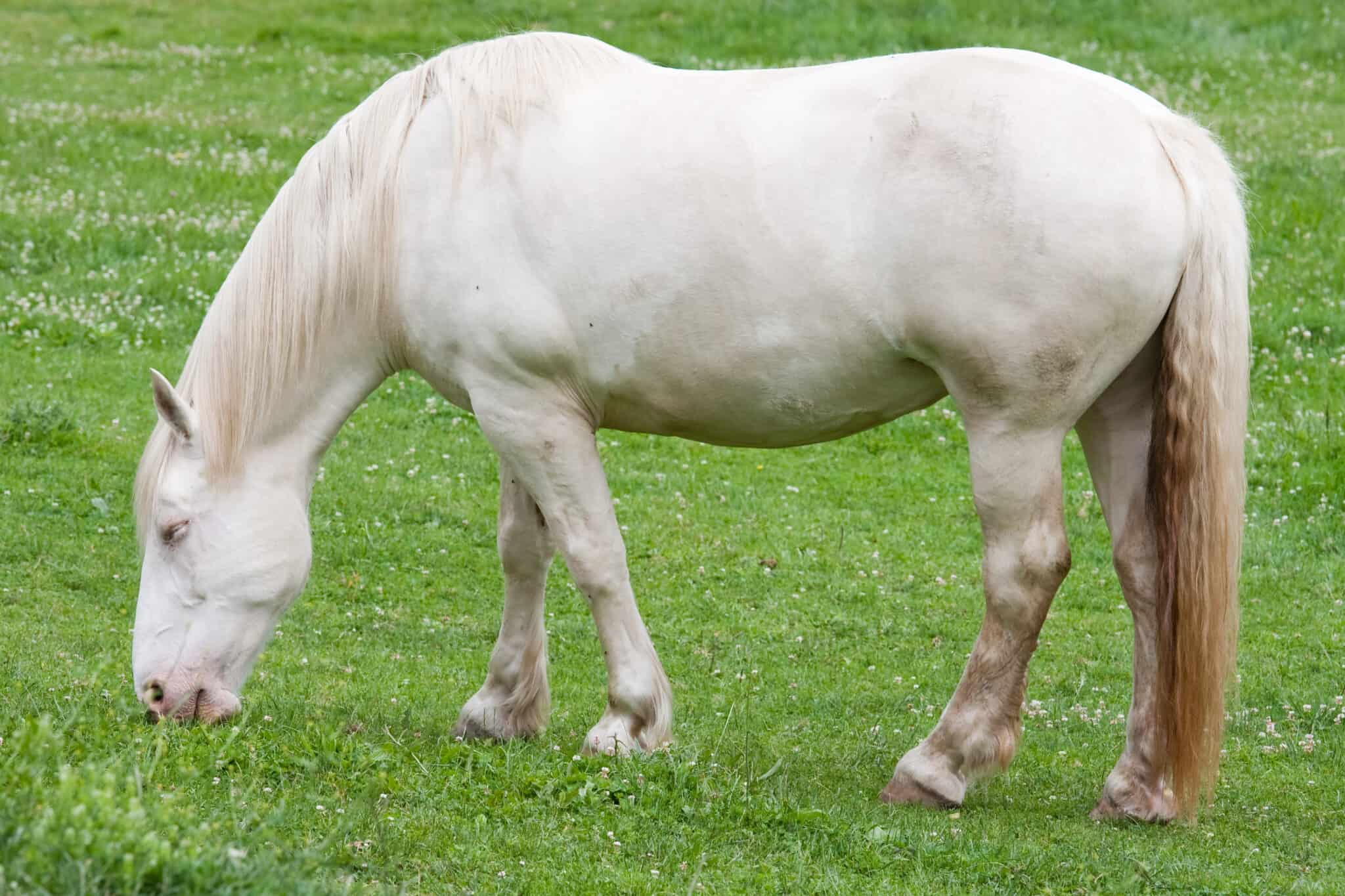 Equine 411: All About the American Cream Draft