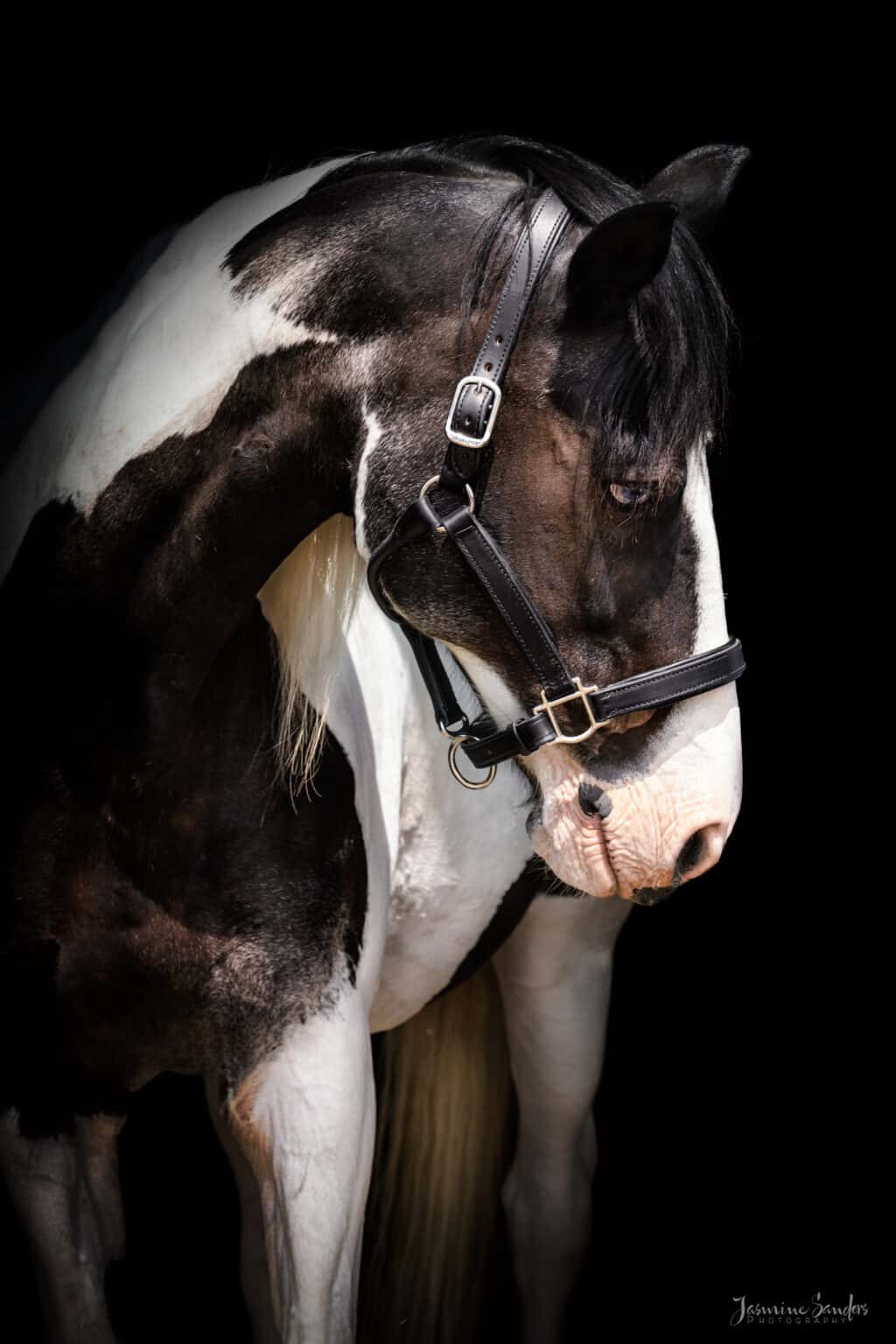 Rescued Tennessee Walking Horse Inspires Owner To Abolish Soring