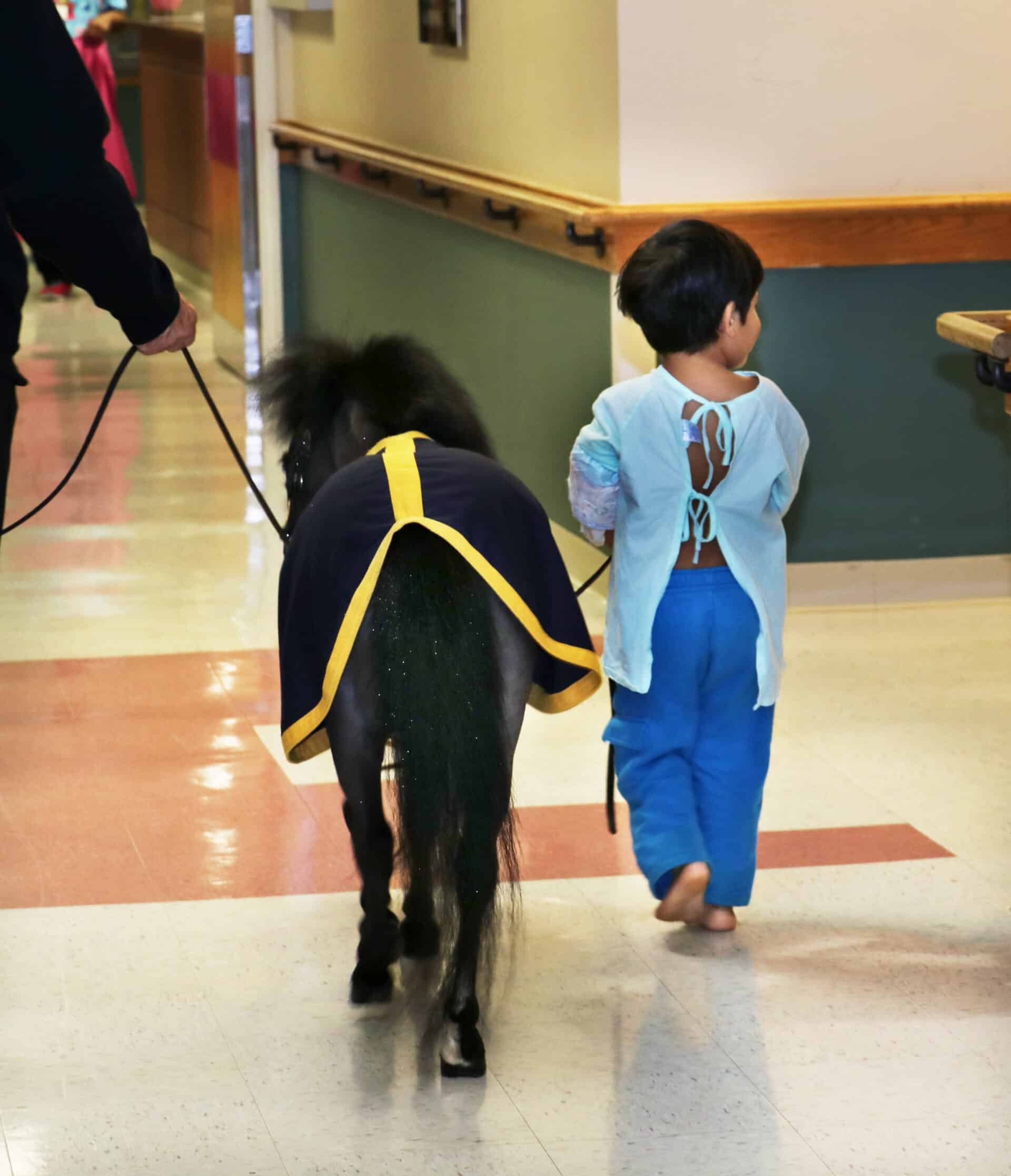 Gentle Carousel Mini Therapy Horses Work Their Magic To Brighten People ...
