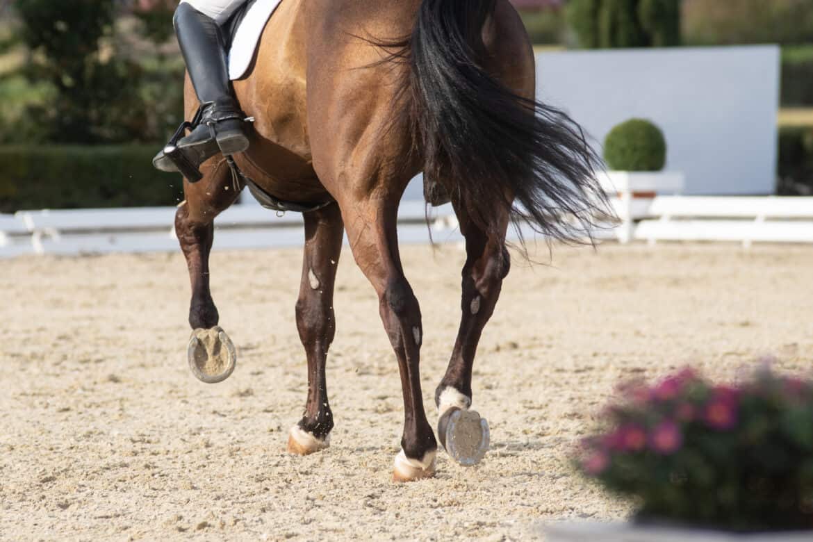 Ergots And Chestnuts On Horses: What To Know & How To Care For Them