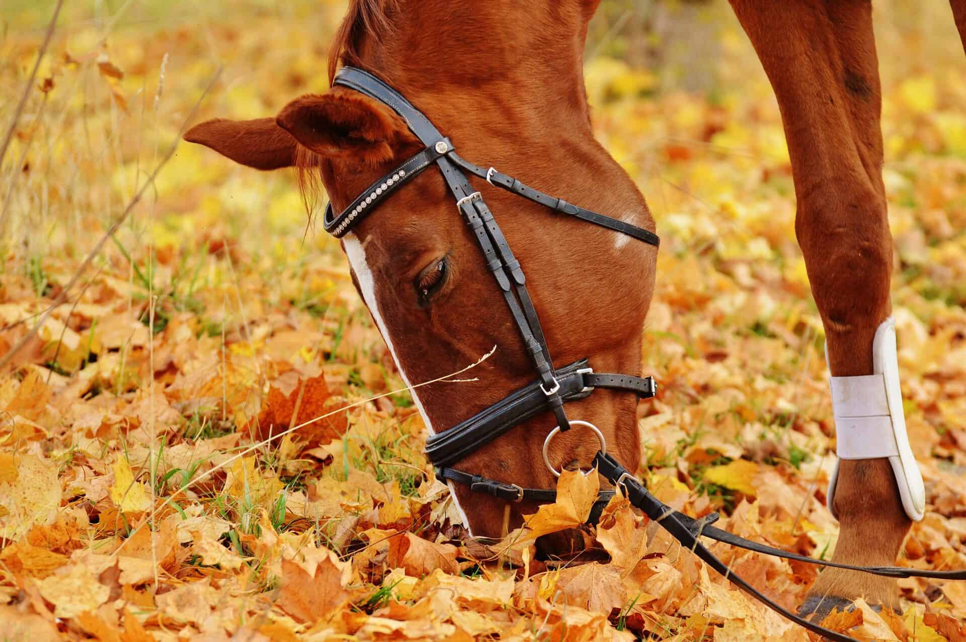 5 Fun Things To Do With Your Horse This Fall